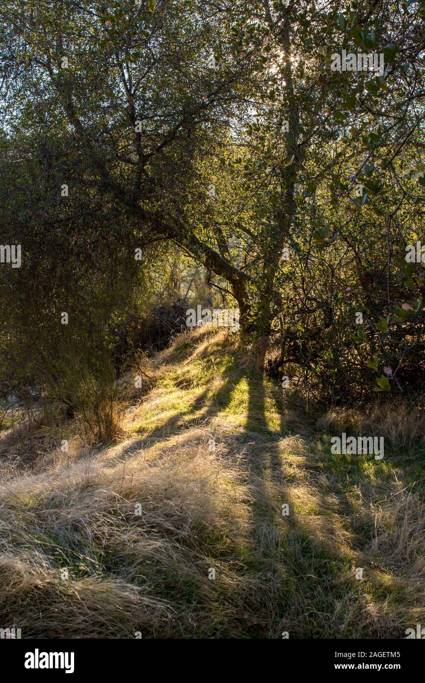sun light bursting through dense brush forest Stock Photo - Alamy