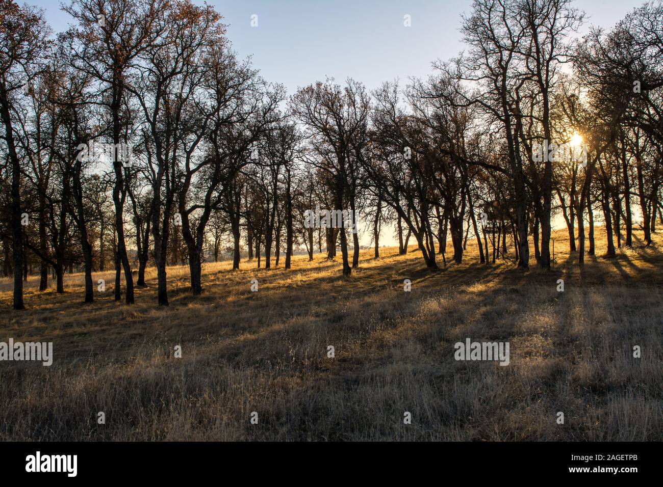 sun setting through oak tree grove Stock Photo - Alamy