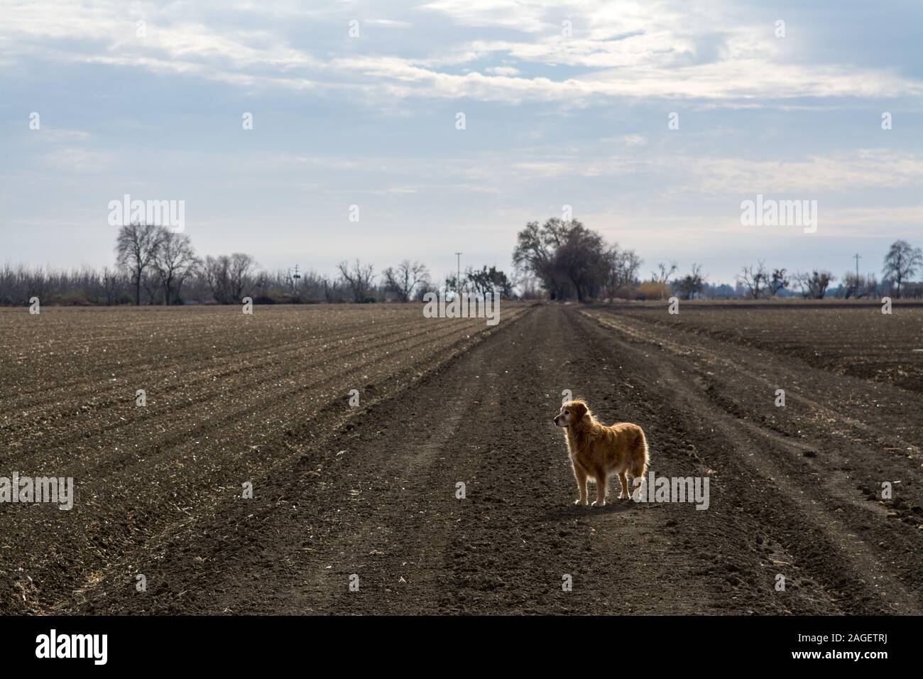 Golden retriever dog standing in hi-res stock photography and images ...