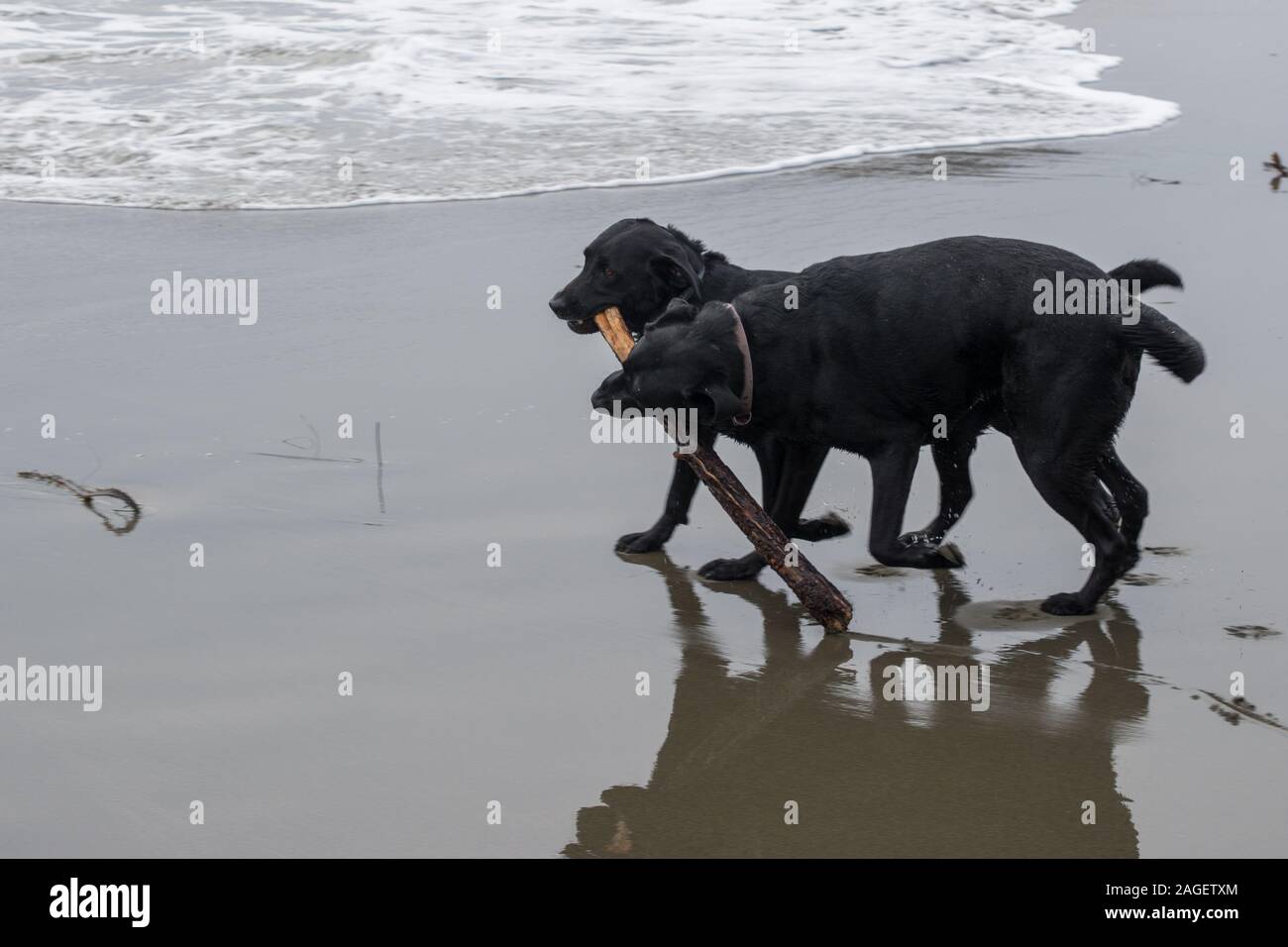 Two black dogs playing on the beach gloomy Stock Photo - Alamy