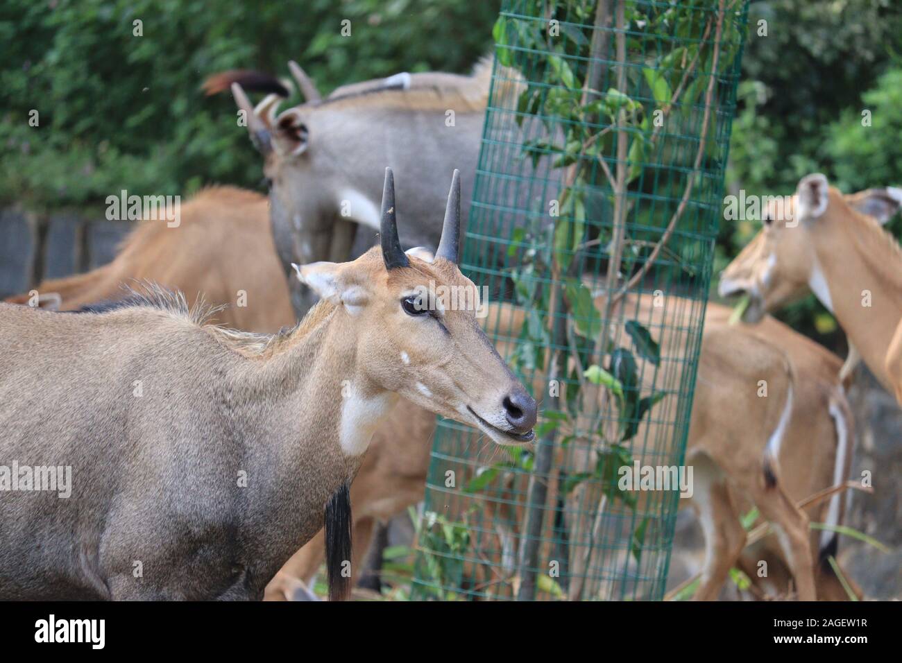 Nilgai Antelope