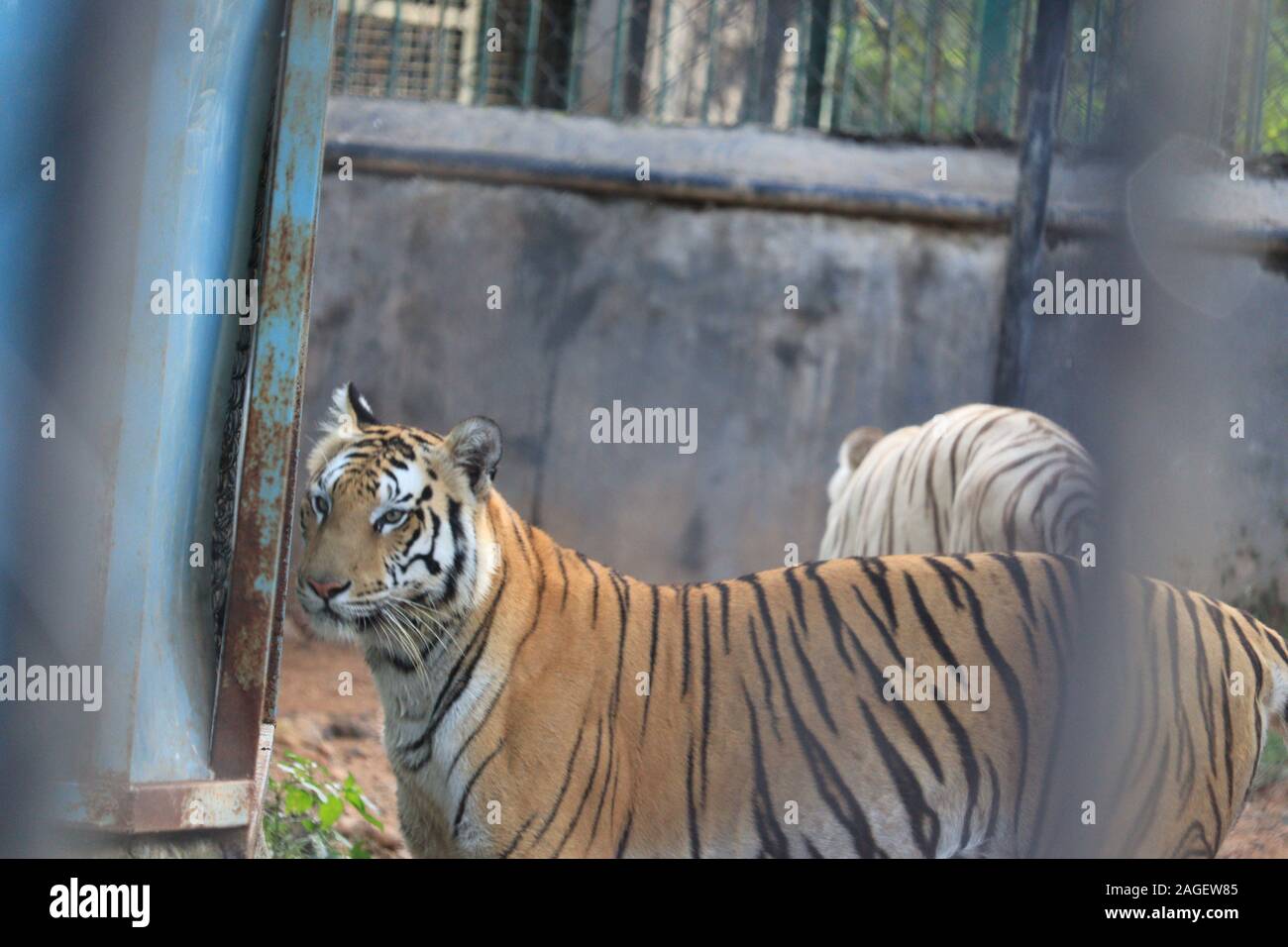 Great white tiger male in the nature habitat. Tiger walk during the ...
