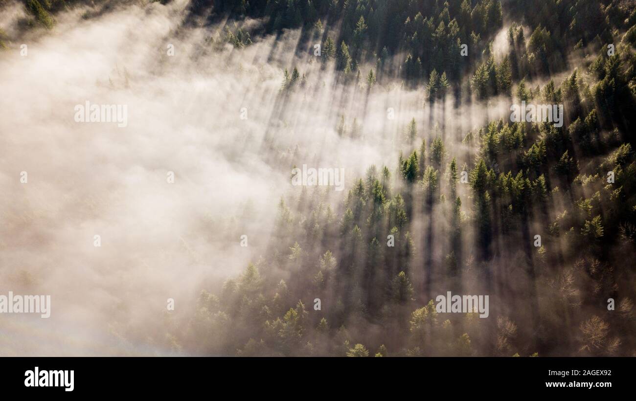 Stunning morning light cuts through the fog in Washington Stock Photo ...
