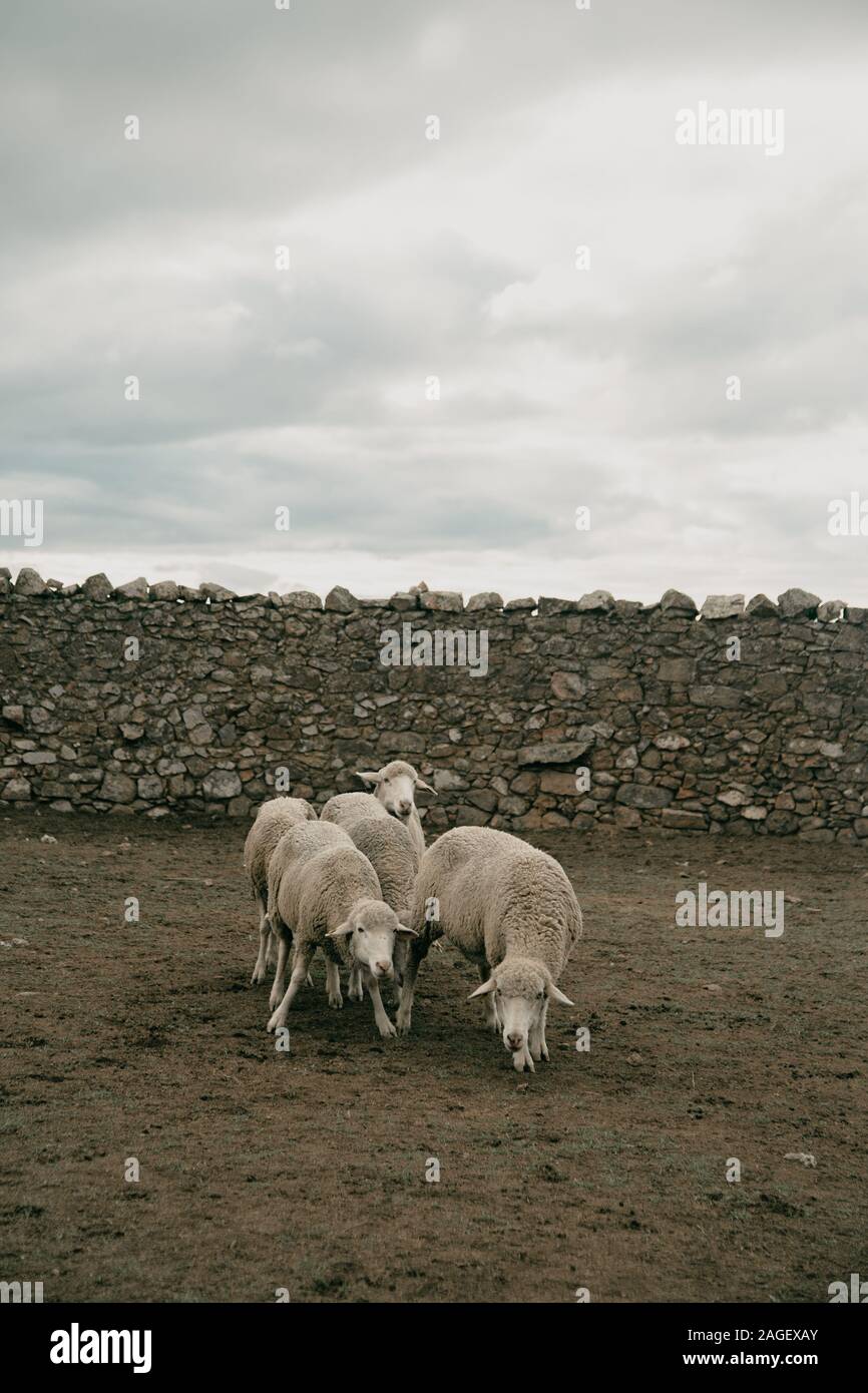 Wall to wall sheep hi-res stock photography and images - Alamy