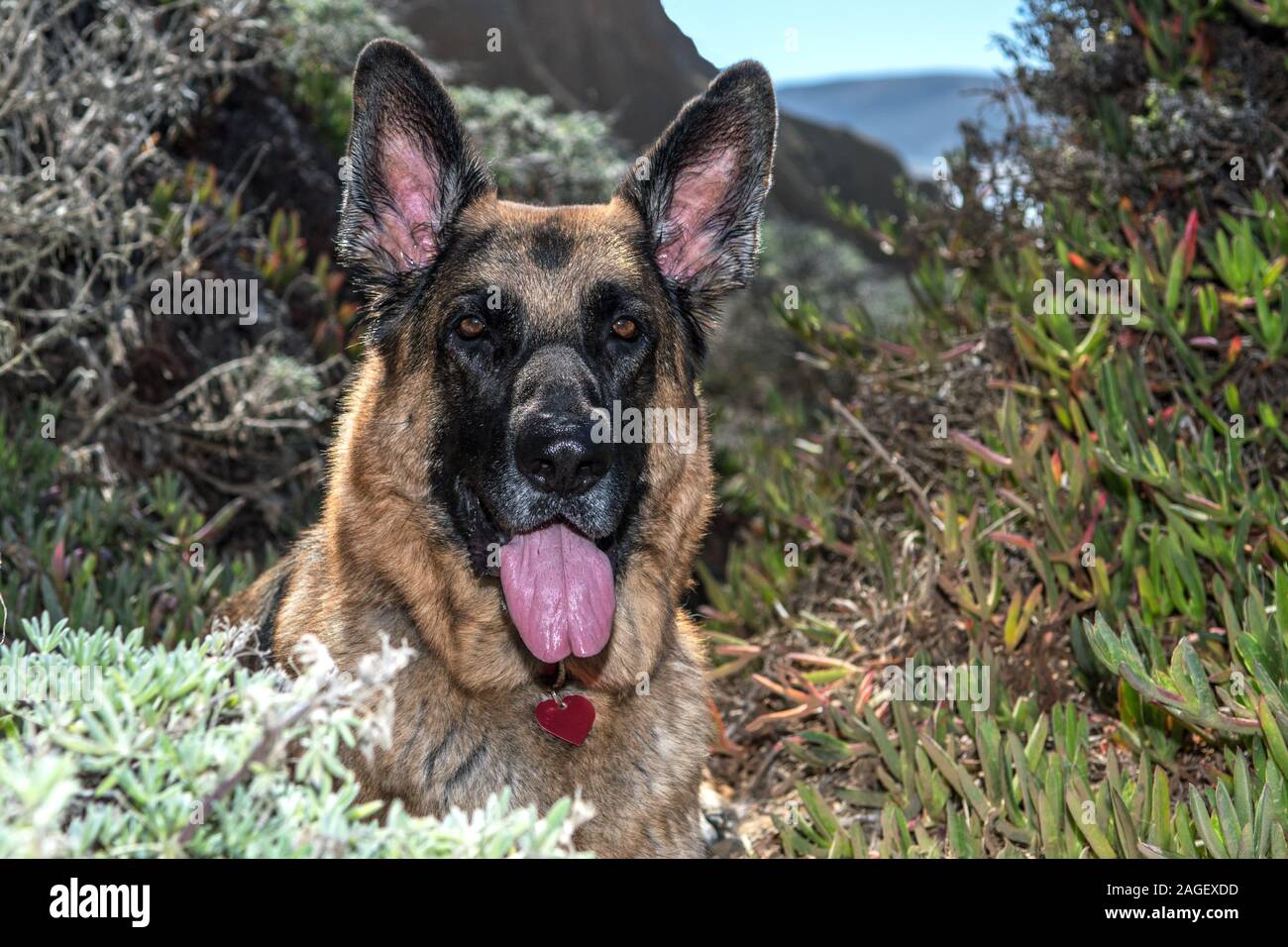 Portrait of German Shepherd Dog in the California Hills. GDS with ...