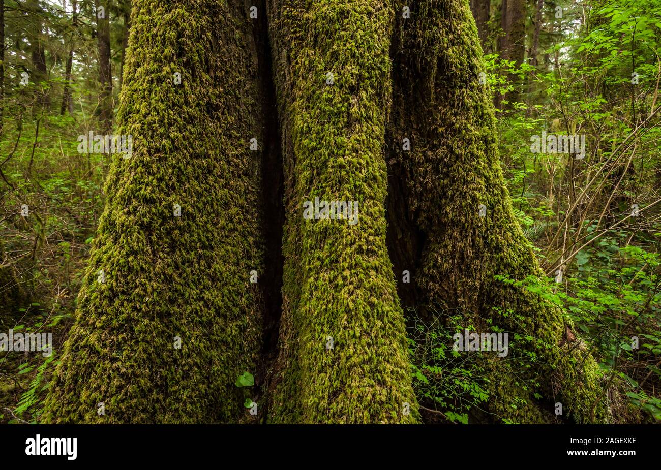 Mora tree hi-res stock photography and images - Alamy