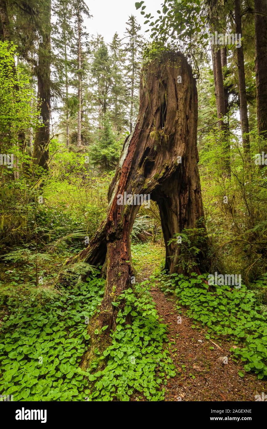 Mora tree hi-res stock photography and images - Alamy