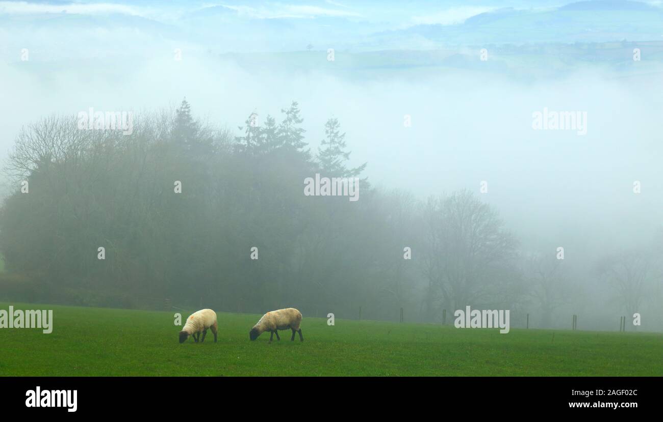 Foggy morning in Axe Valley, East Devon seen from Musbury Hill Stock ...