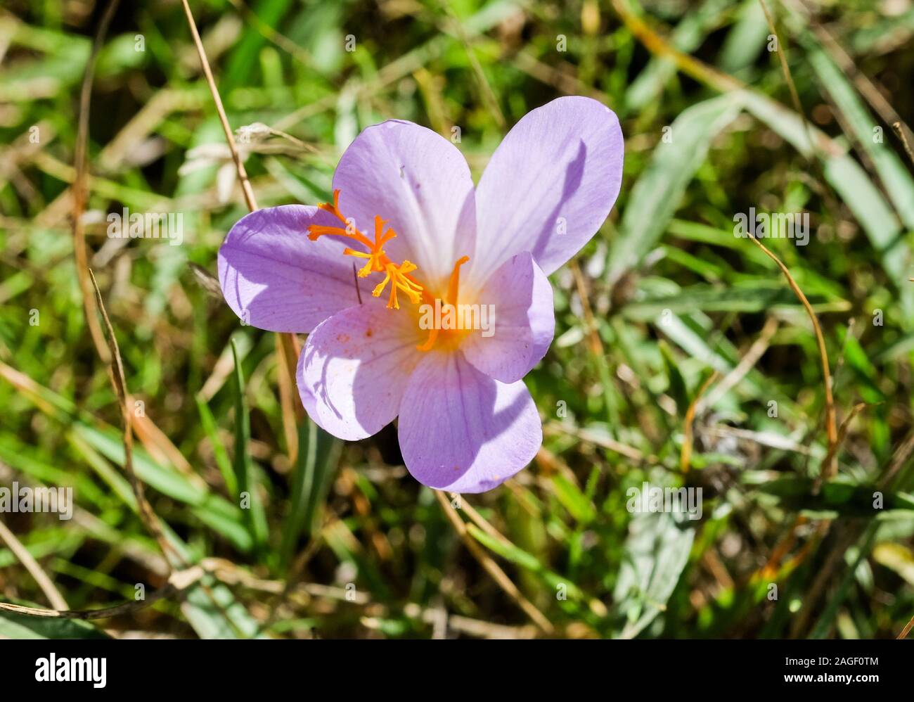 Iris scars hi-res stock photography and images - Alamy
