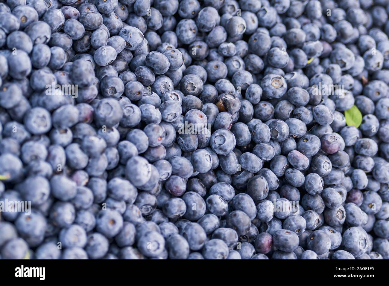 Fresh blueberry. Top view. Concept of healthy and dieting eating Stock ...