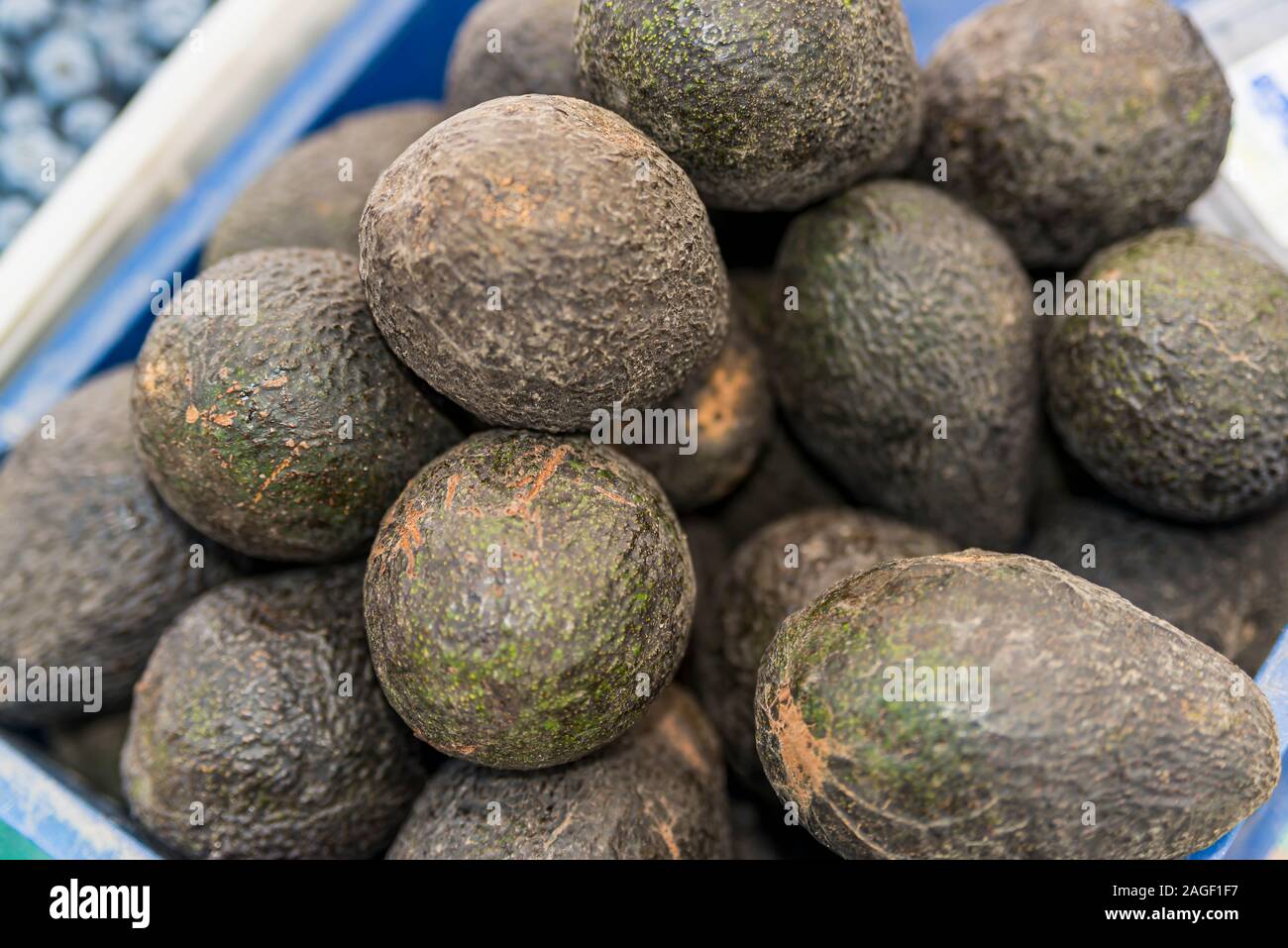 Avocado or avocado pear or alligator pear, is botanically a large berry ...