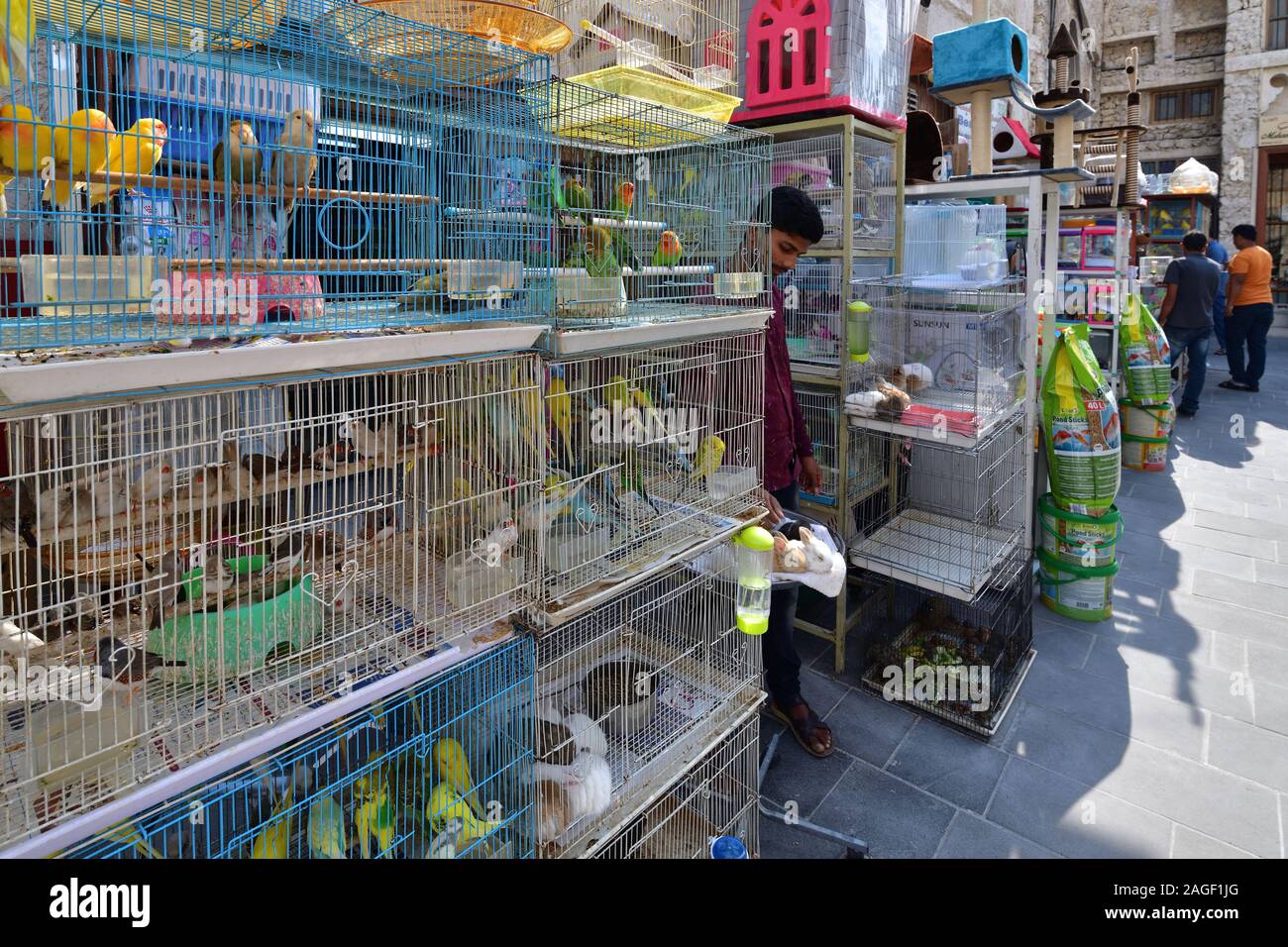 Doha, Qatar - Nov 21. 2019. Selling birds on Souq Waqif - marketplace ...