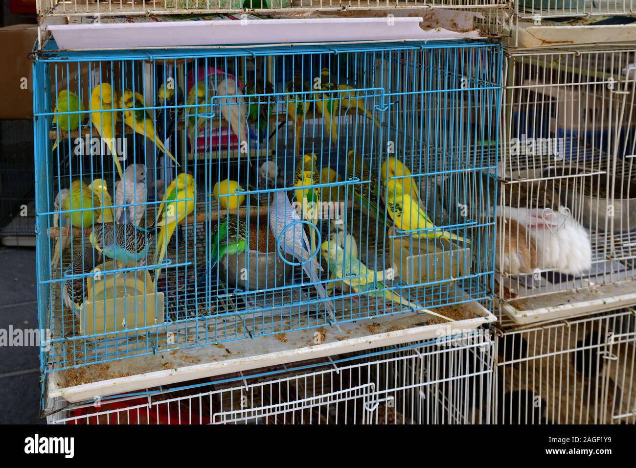 Doha, Qatar. Selling birds on Souq Waqif - marketplace for selling ...
