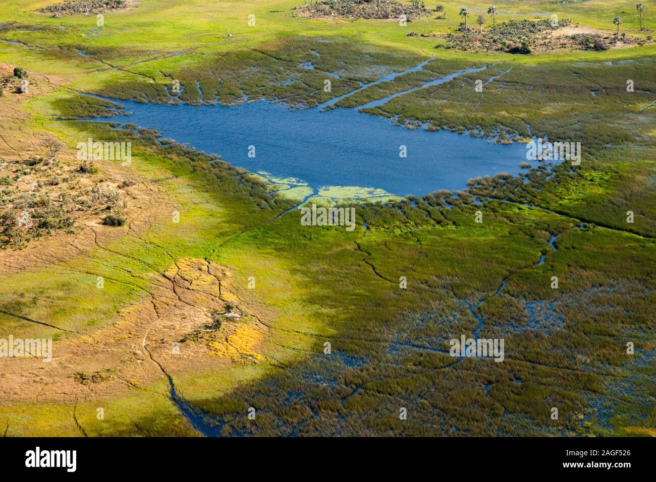 Green swamp and wetlands, grasslands, river, aerial view, Okavango ...