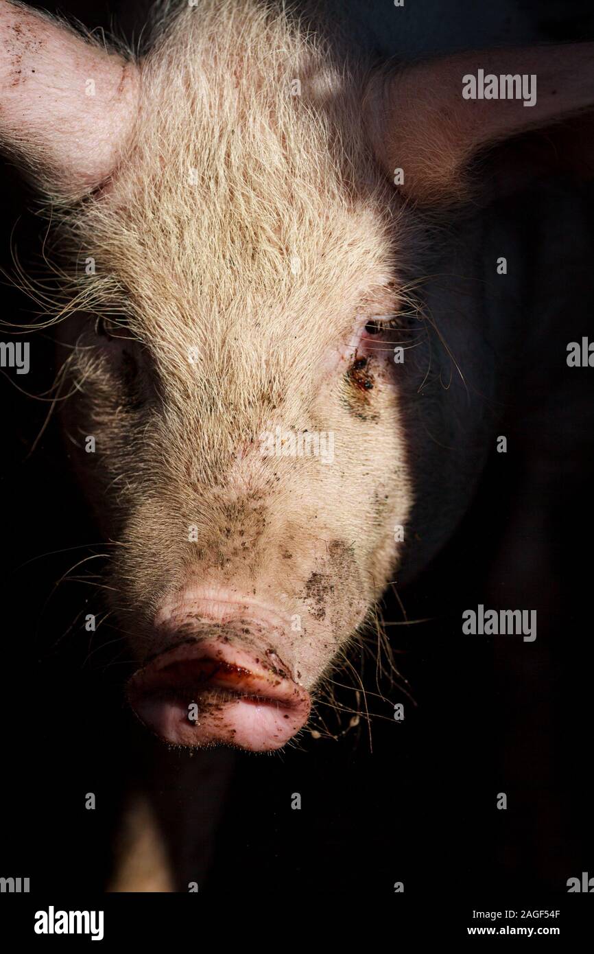 A piglet with a pink nose, a piglet peeps out of a house on a pig farm ...