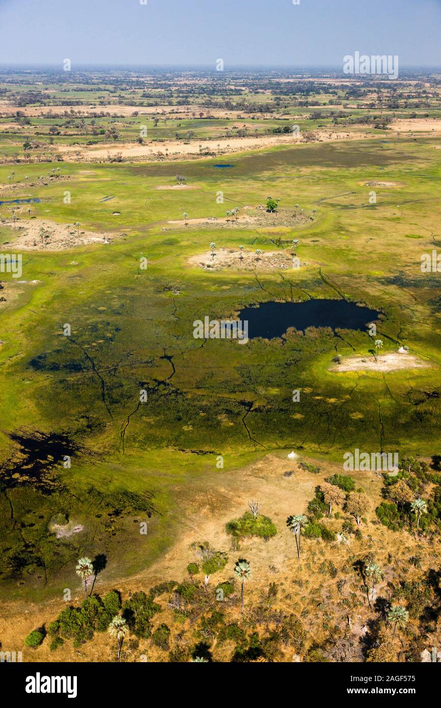 Green swamp and wetlands, grasslands, river, aerial view, Okavango ...