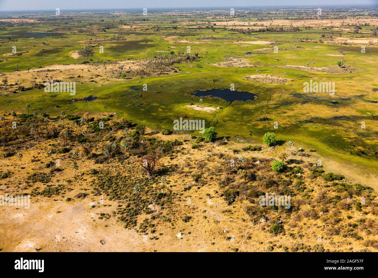 Green swamp and wetlands, grasslands, river, aerial view, Okavango ...