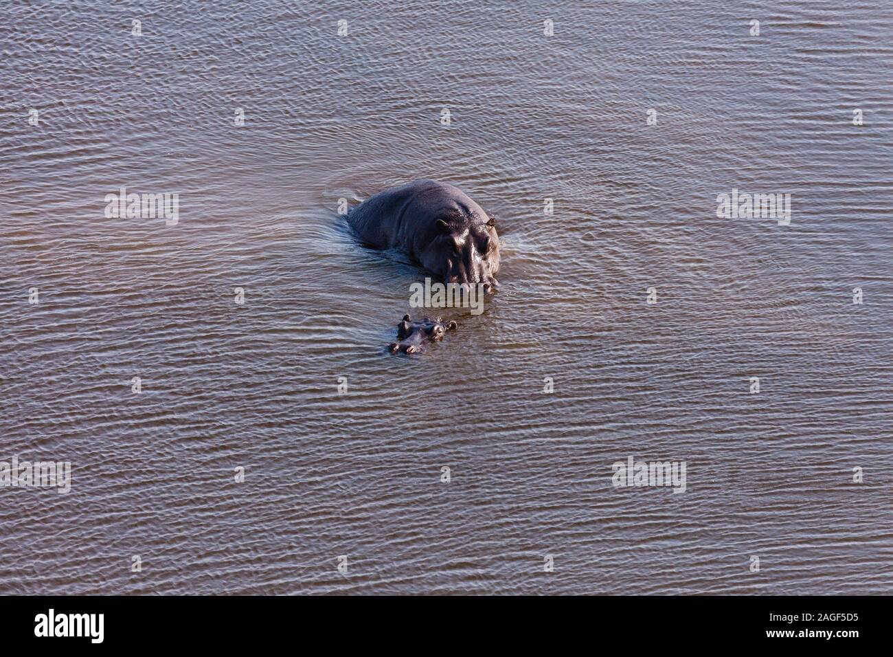 Hippo with calf floating in pond, swamp and wetlands, river, aerial ...