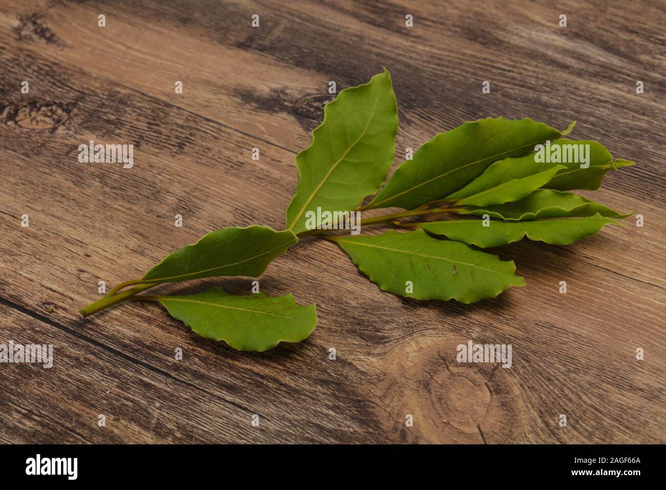Green laurel leaves on the branch - for cooking Stock Photo - Alamy