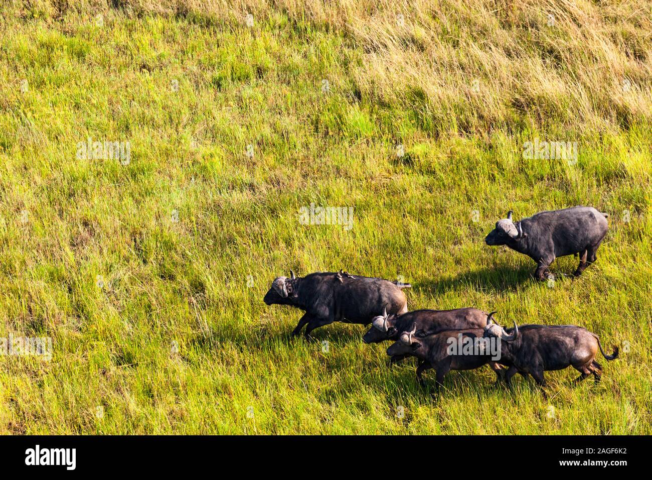 African savanna herding animals hi-res stock photography and images - Alamy