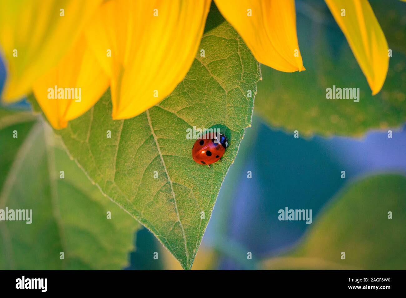 Macro of ladybug on a blade of sunflower n the morning sun Ladybug ...