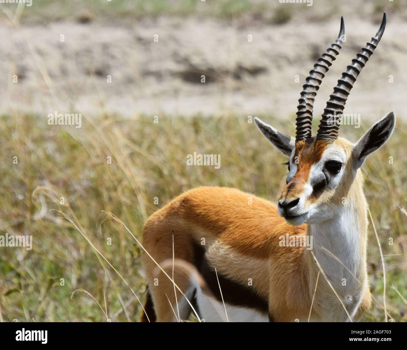 Portrait of a Thomson's Gazelle Stock Photo - Alamy