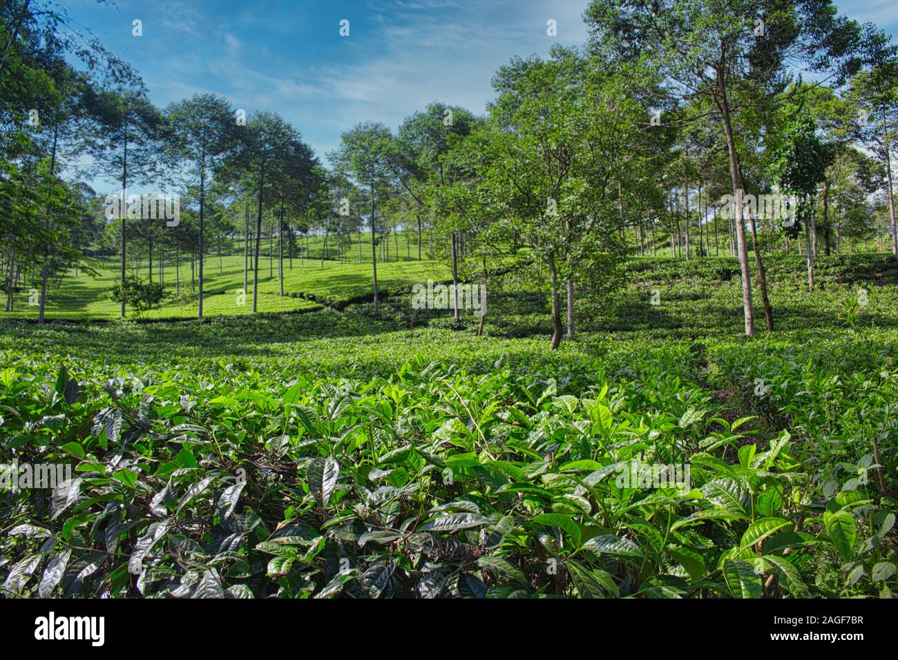Tea plantations surrounded by trees and beautiful sky in Dieng, Central ...