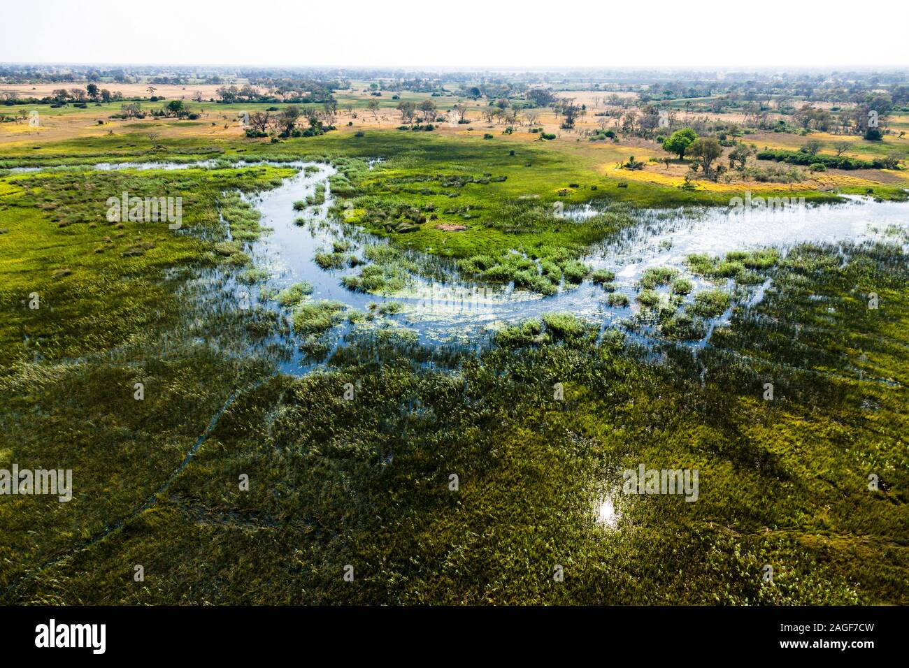 Green swamp and wetlands, grasslands, river, aerial view of Okavango ...