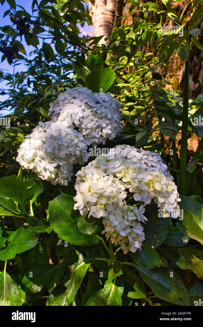 cluster of hydrangea flowers in the forest Stock Photo - Alamy
