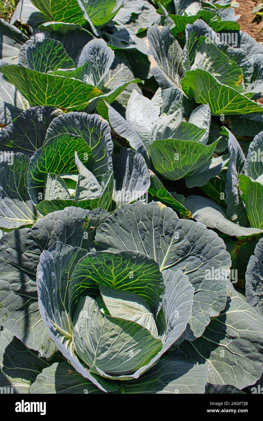 raw of cabbage plants in the field Stock Photo - Alamy