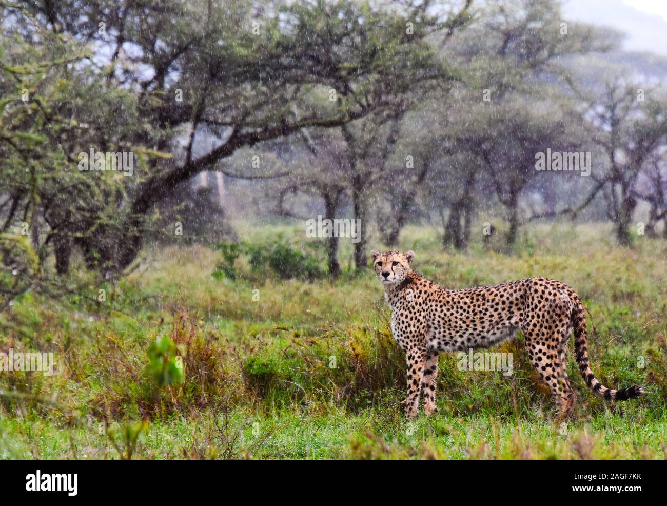 Cheetah standing in the rain, seronera, serengeti national park Stock ...
