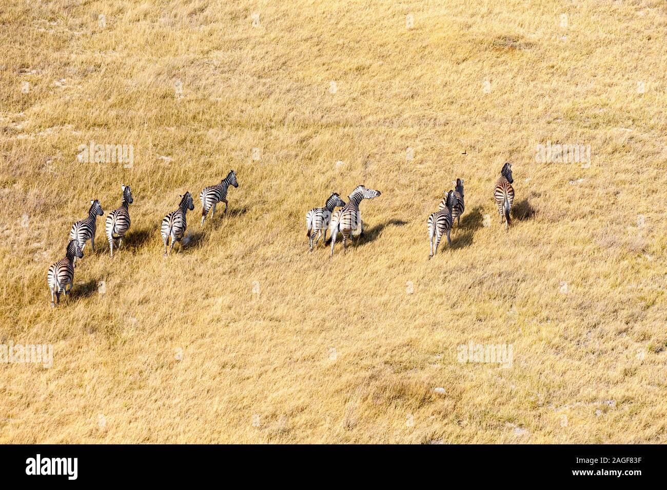 Zebras on savannah area, aerial view of Okavango delta, by helicopter ...