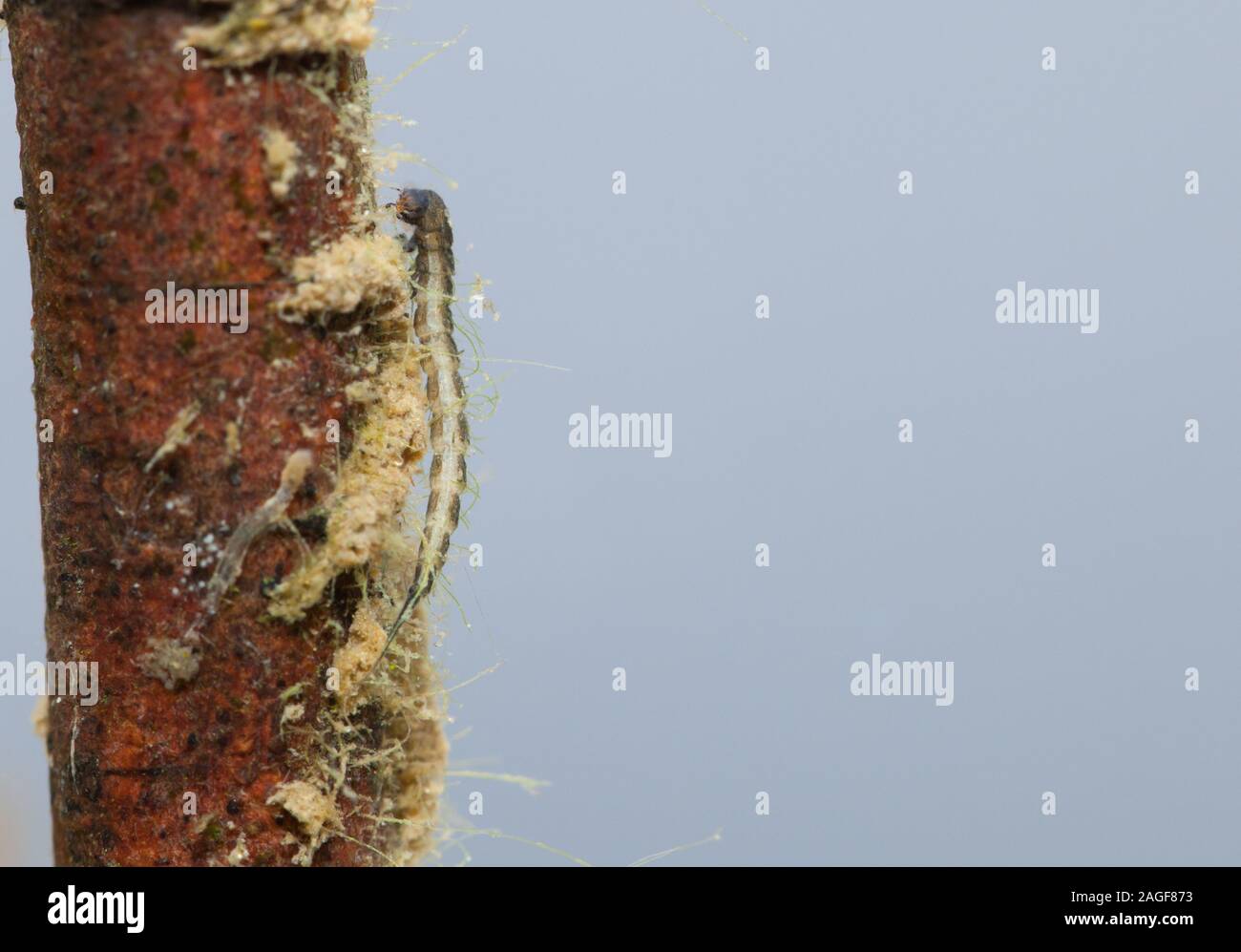 Crawling water beetle hi-res stock photography and images - Alamy