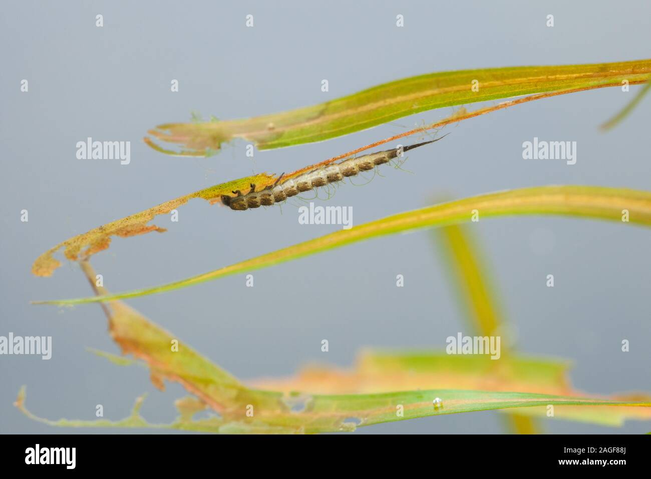 Crawling diving beetle larva (Haliplus sp Stock Photo - Alamy