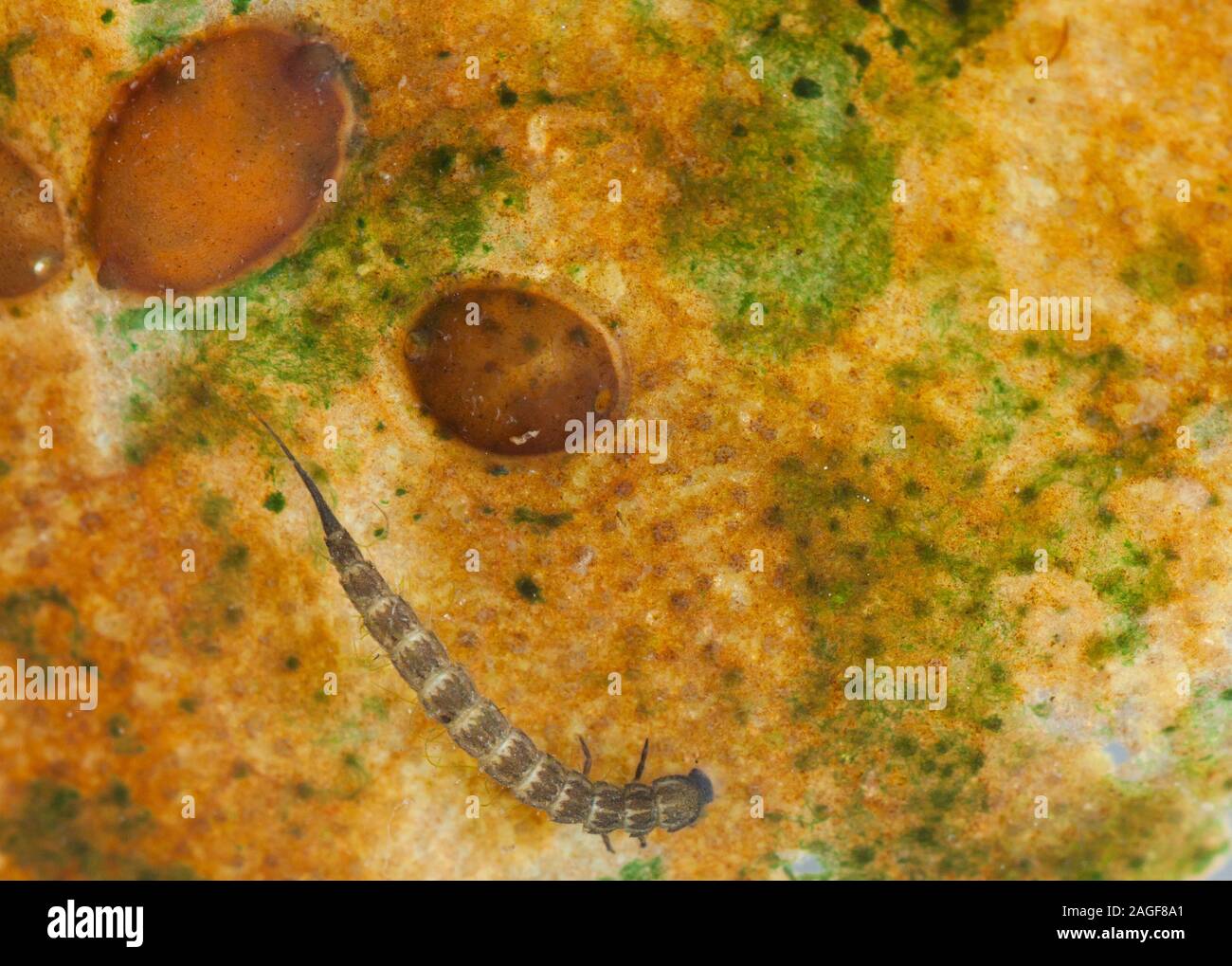 Crawling diving beetle larva (Haliplus sp Stock Photo - Alamy