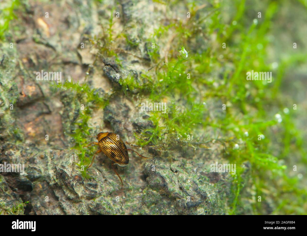 Haliplus hi-res stock photography and images - Alamy