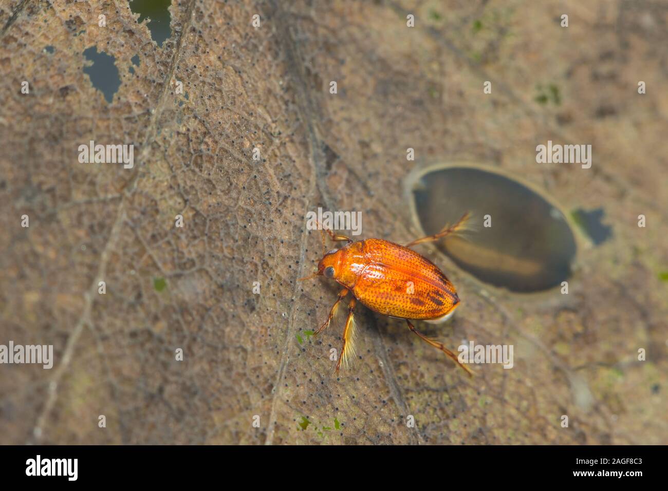 Haliplus fulvus hi-res stock photography and images - Alamy