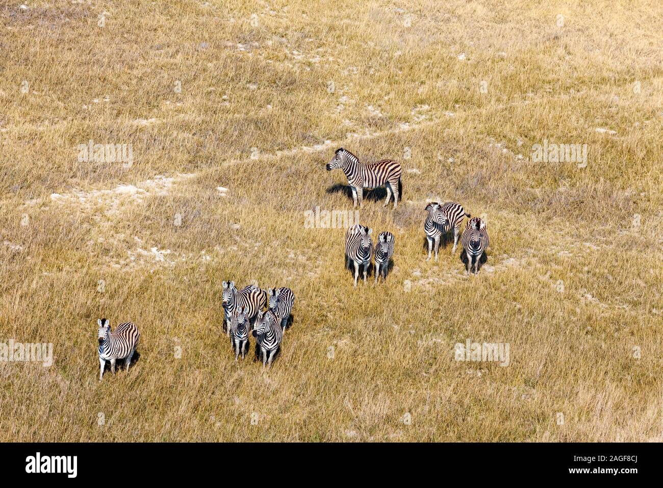 Kalahari botswana zebra hi-res stock photography and images - Alamy