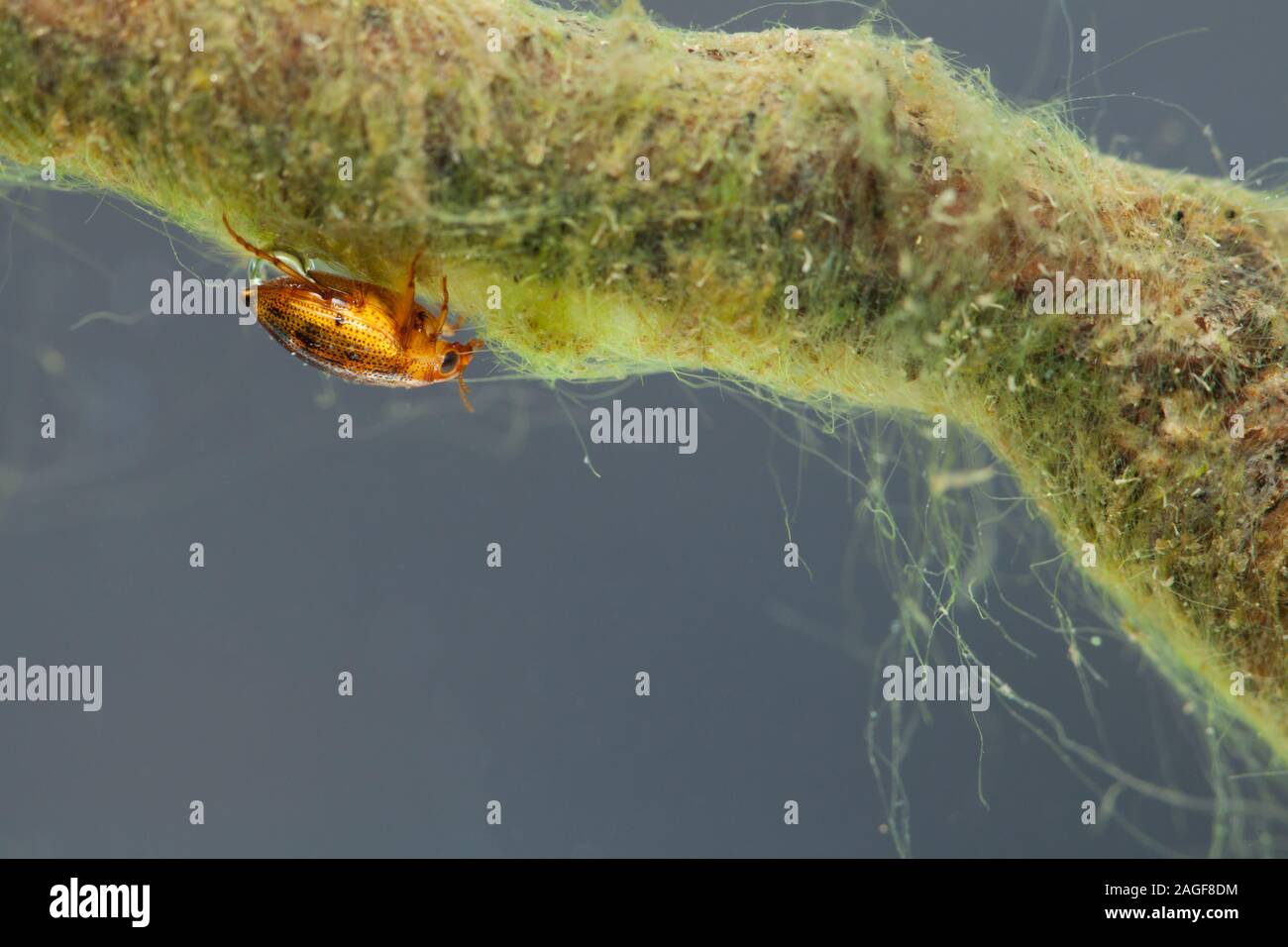 Crawling diving beetle (Haliplus fulvus Stock Photo - Alamy