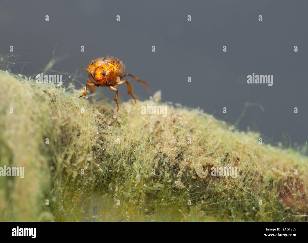 Crawling diving beetle (Haliplus fulvus Stock Photo - Alamy