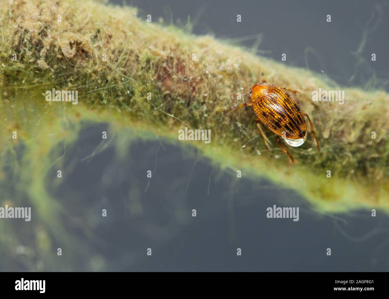 Crawling diving beetle (Haliplus fulvus Stock Photo - Alamy