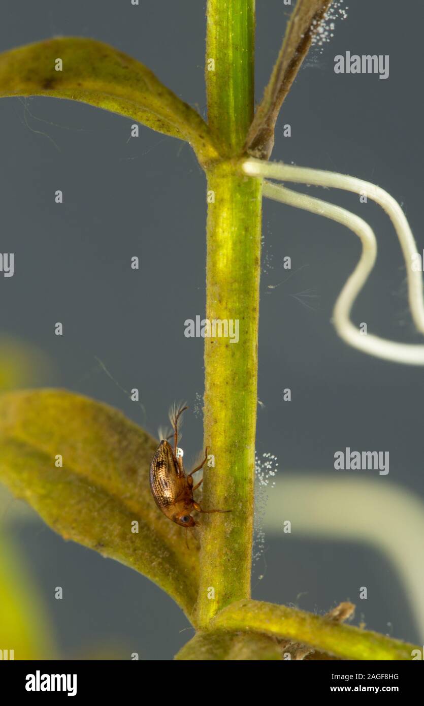 Crawling diving beetle (Haliplus sp Stock Photo - Alamy