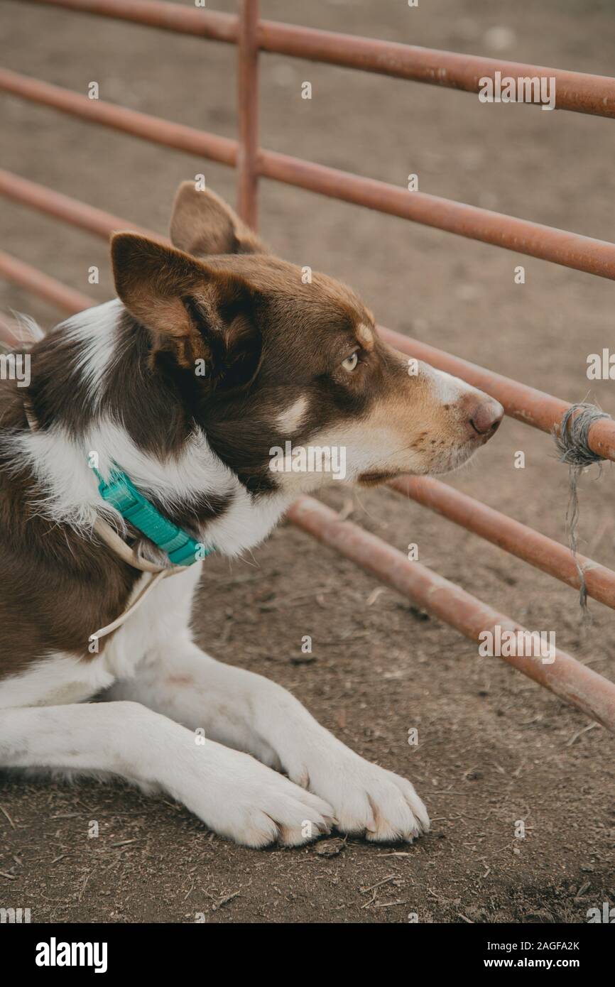 Brown Husky Border Collie Mix