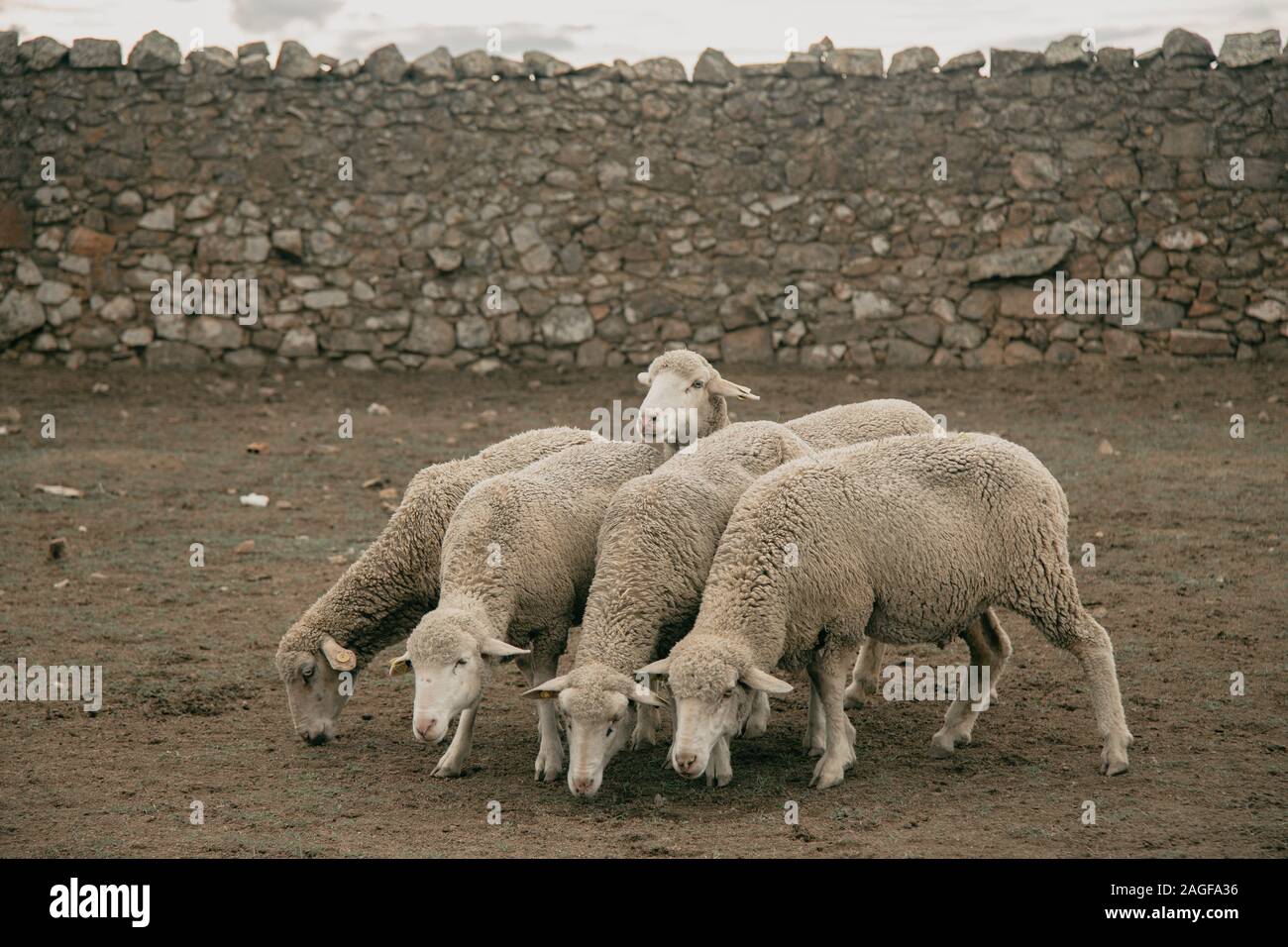 group of sheep eating in the field Stock Photo - Alamy