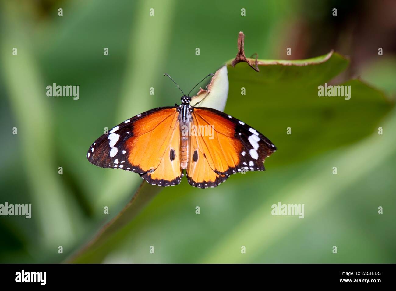 Enlarged wings hi-res stock photography and images - Alamy
