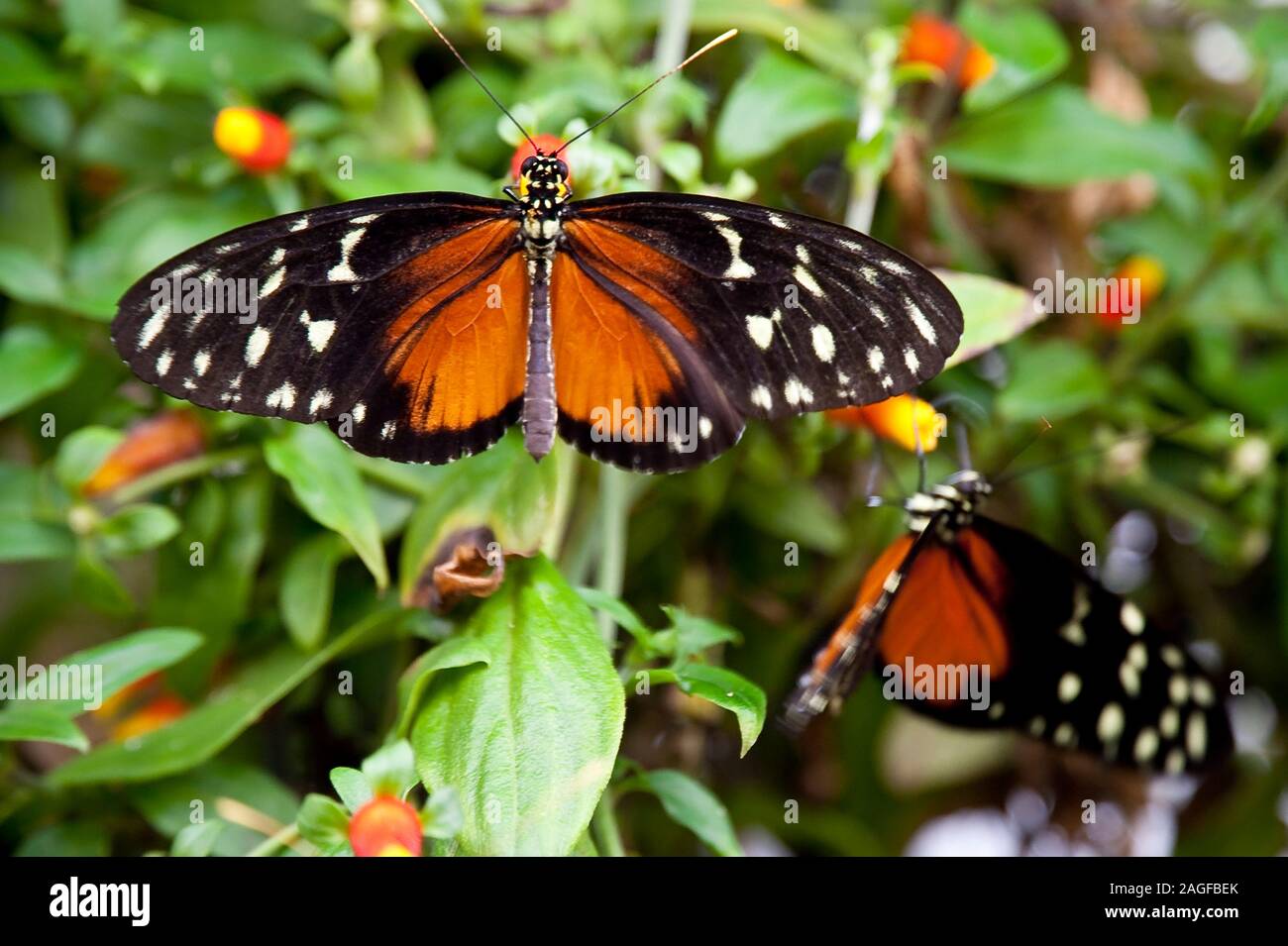 Enlarged wings hi-res stock photography and images - Alamy