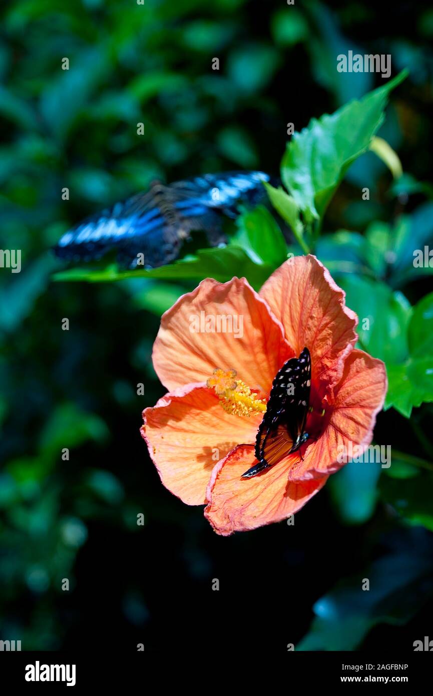close up of a butterfly Stock Photo - Alamy