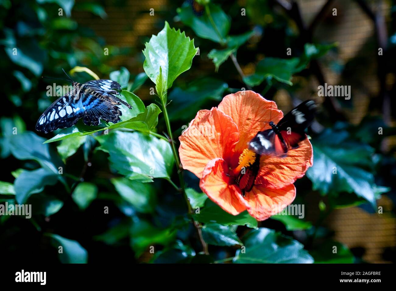 Enlarged wings hi-res stock photography and images - Alamy