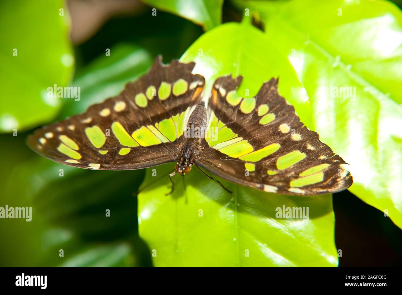 close up of a butterfly Stock Photo - Alamy