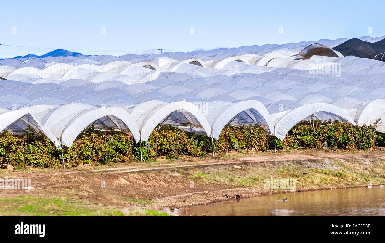 Exterior view of rows of greenhouses covering agricultural fields in ...